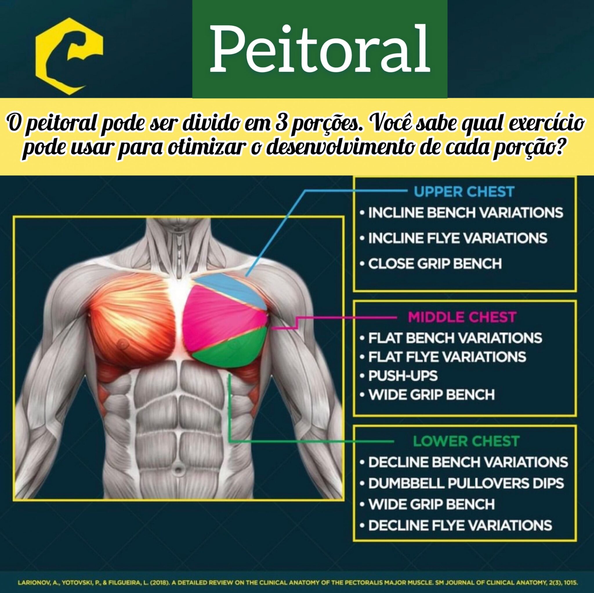 Como trabalhar melhor a musculatura do peitoral? - Instituto Rafael Fantin